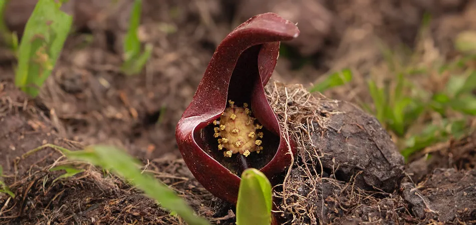 Native Plant - Eastern Skunk Cabbage | Urban Ecology Center