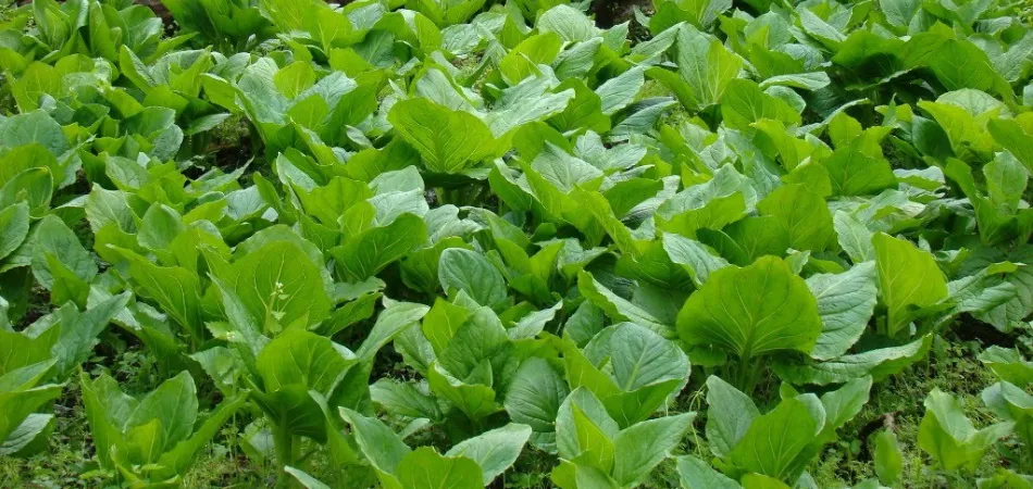 Native Plant - Eastern Skunk Cabbage | Urban Ecology Center