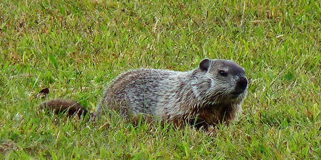 Native Animal of Wisconsin - Woodchuck | Urban Ecology Center