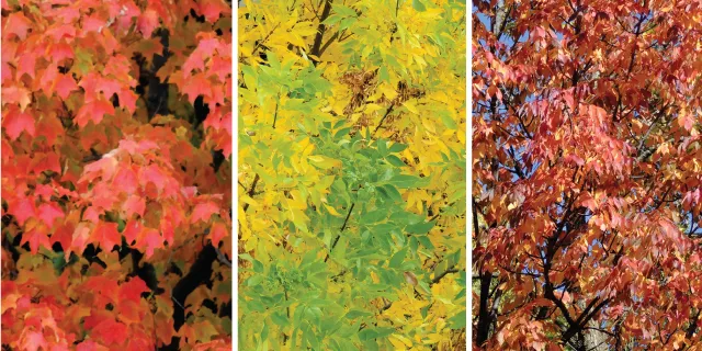 The Beauty of Fall Trees | Urban Ecology Center