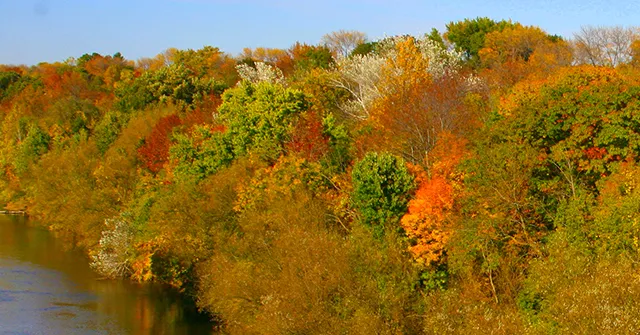 The Beauty of Fall Trees | Urban Ecology Center