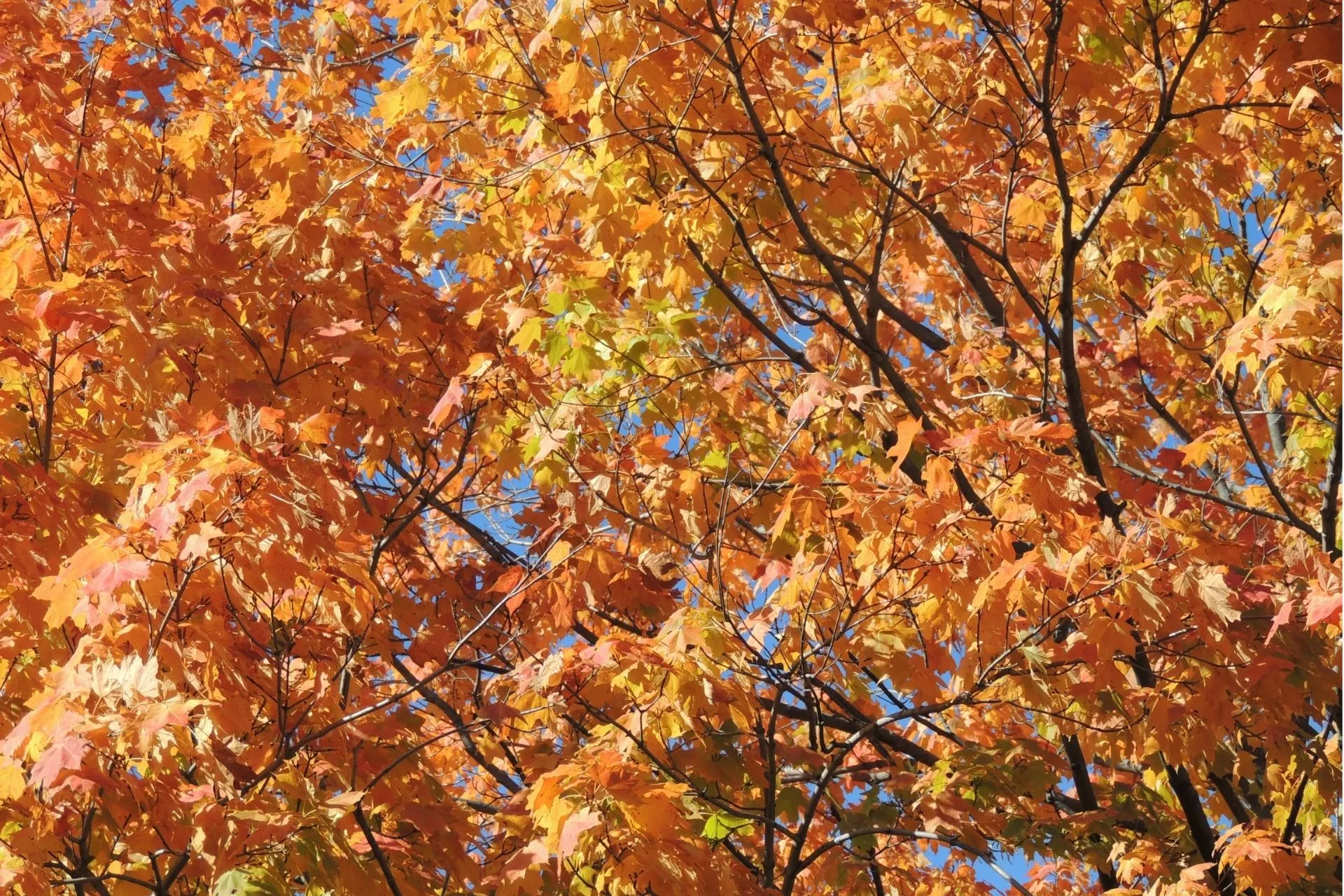 The Beauty of Fall Trees | Urban Ecology Center