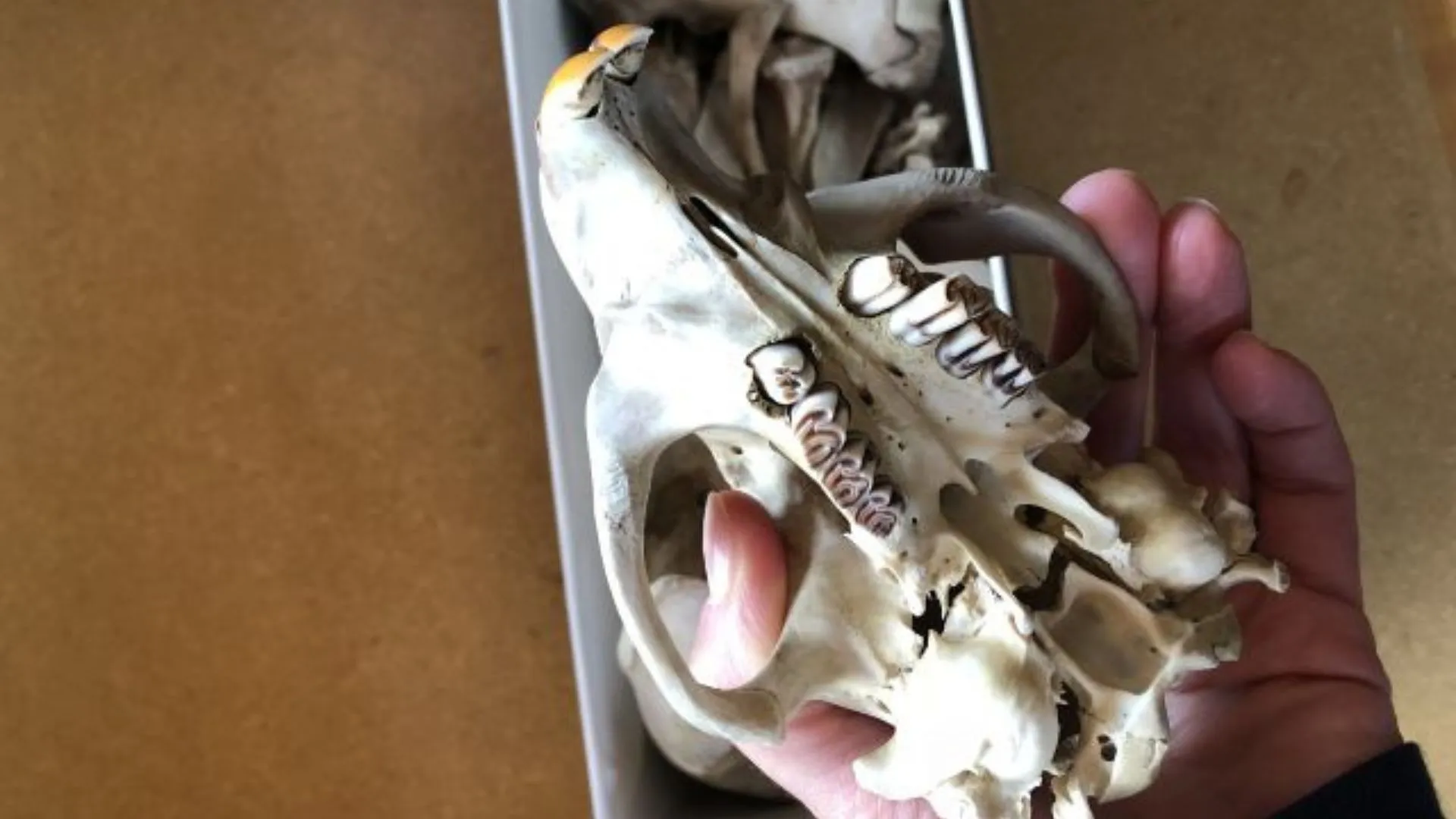 A gift of an American Beaver skeleton | Urban Ecology Center