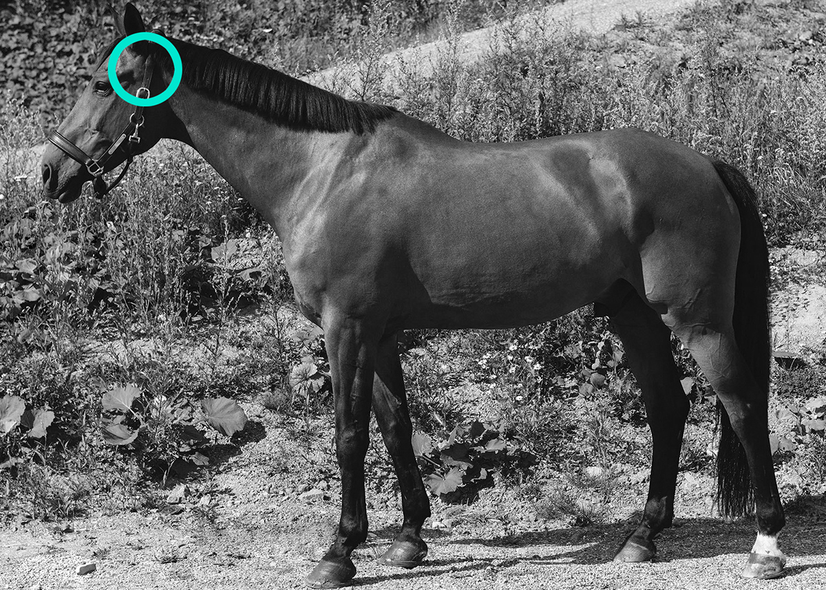 Ultrasound treatment with LipusPlus® Horse on Isak LipusPlus Horse