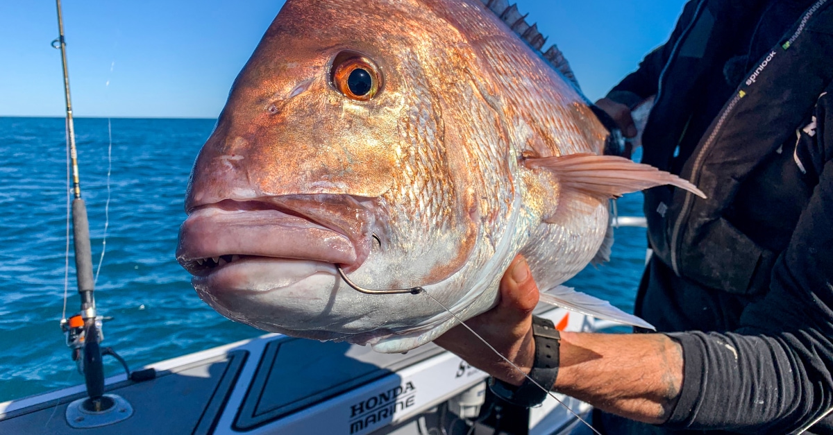 Species Guides - Black Magic Tackle