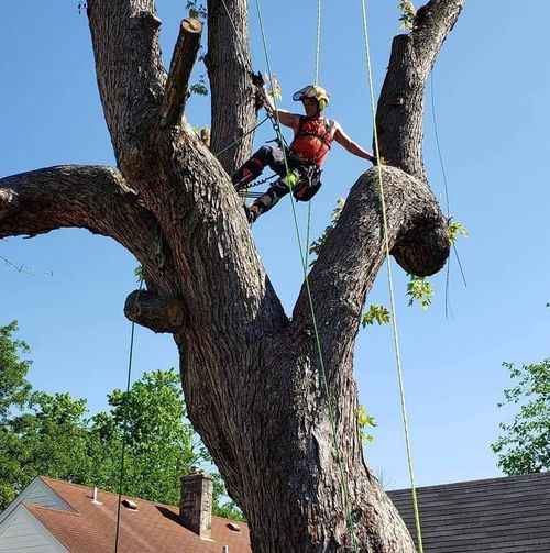 Winter Tree Care Guide: Essential Tips for Healthy Trees | 999 Tree