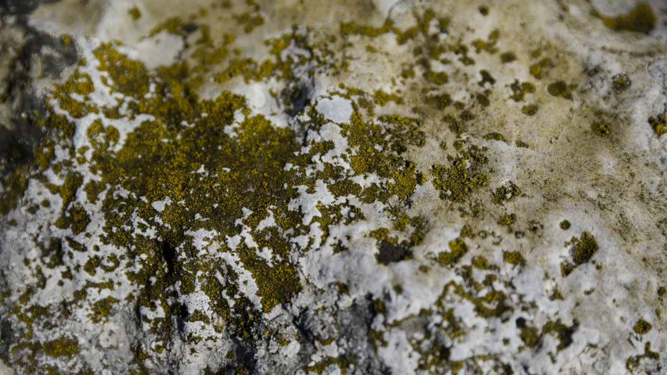 Mold Statistics: An In-Depth Look