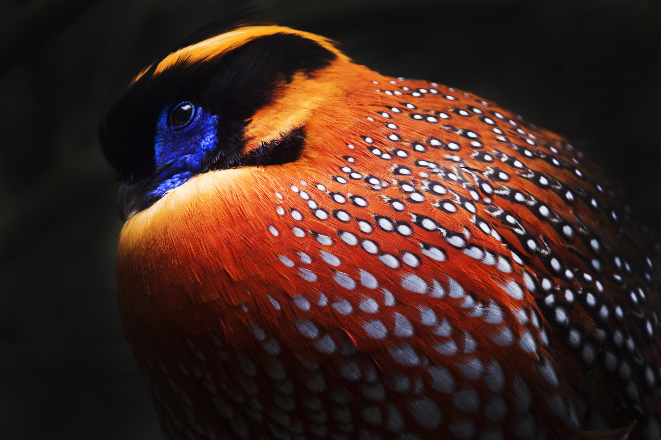 How to create an award-winning pitch in the Fabulate platform.