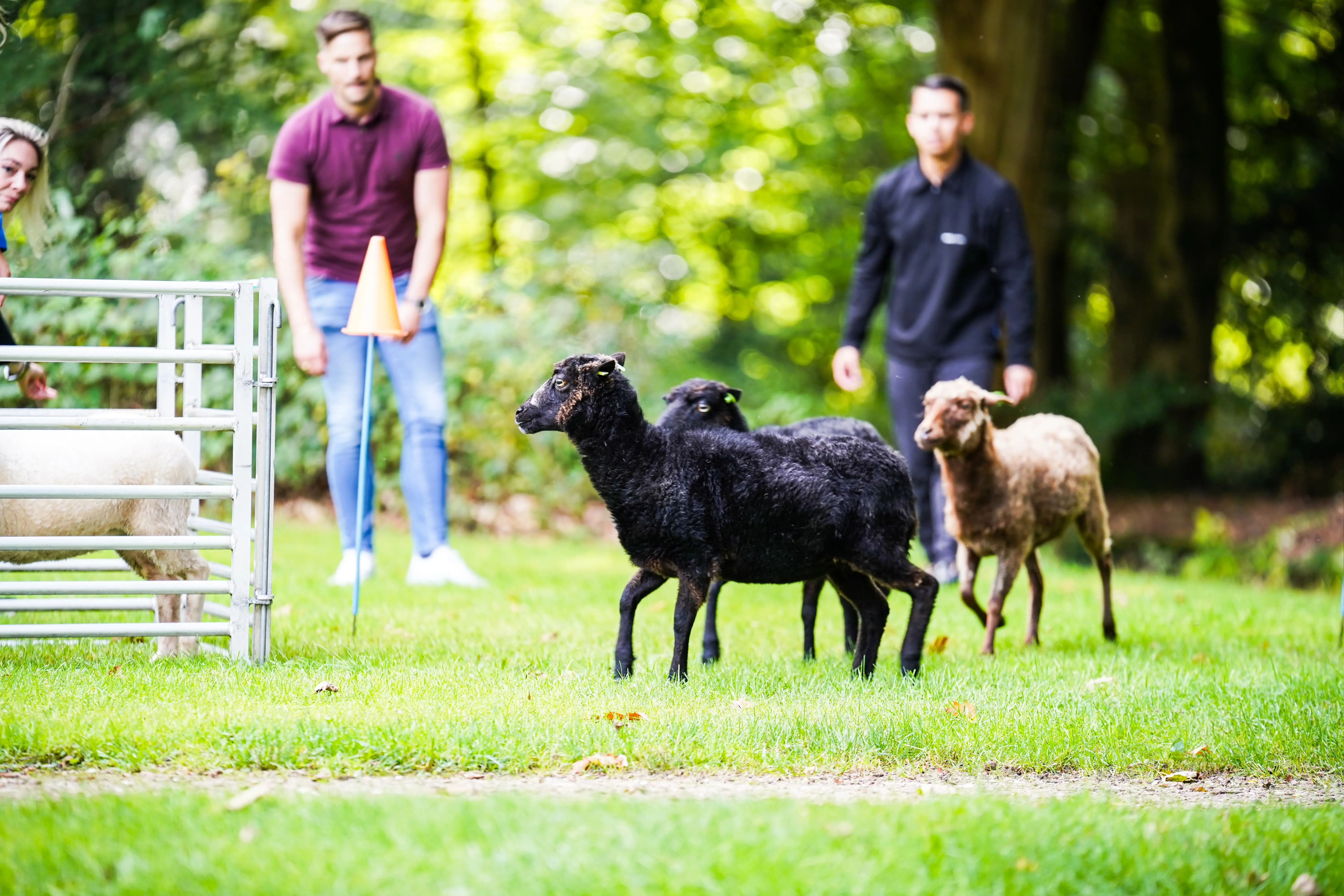 Schapen hoeden als teambuilding