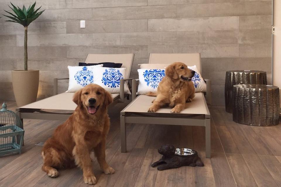 Mascotas en casa: consejos y tips