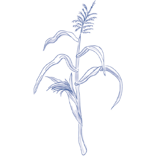 ISARIA PRO Active — the plant sensor for day and night.