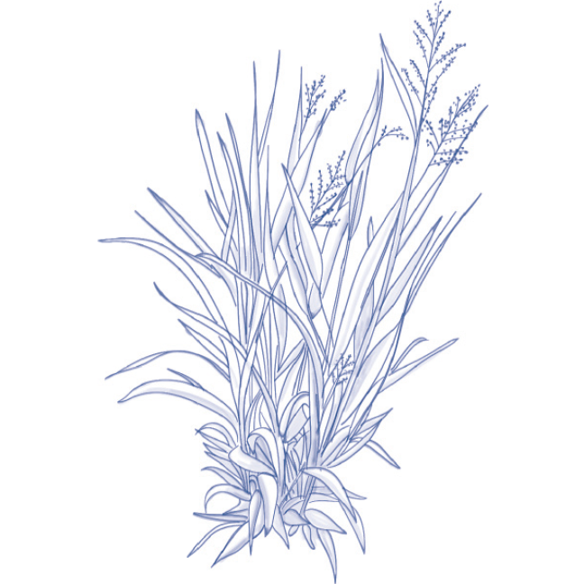 ISARIA Pro Compact - The plant sensor for use in daylight.