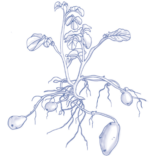 ISARIA Pro Compact - The plant sensor for use in daylight.