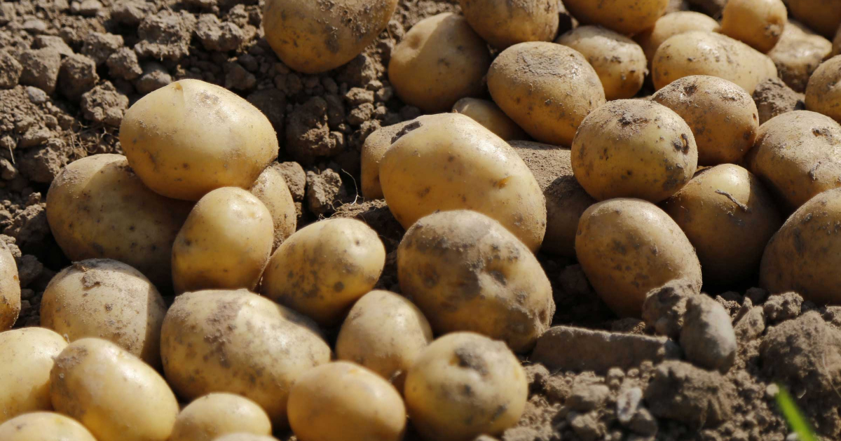 Die Erfolge mit dem ISARIA System.