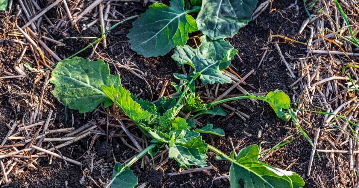 Erfolgsgeschichten: ISARIA Pflanzensensoren auf dem Feld.