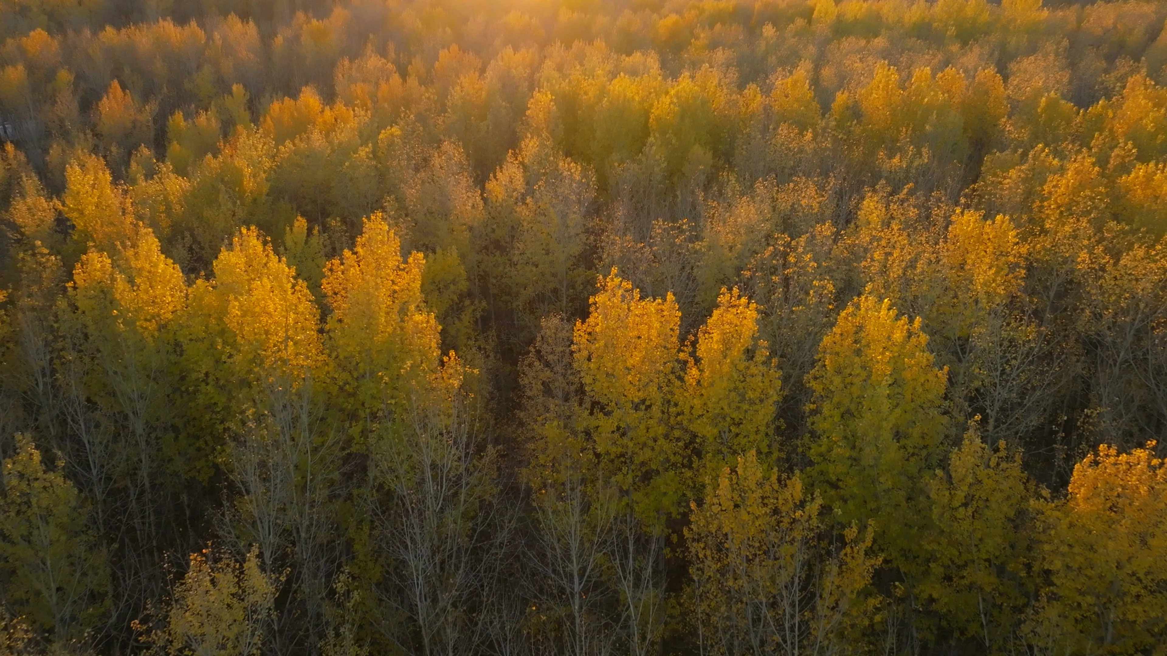 Michael Rabb x soundBrilliance™