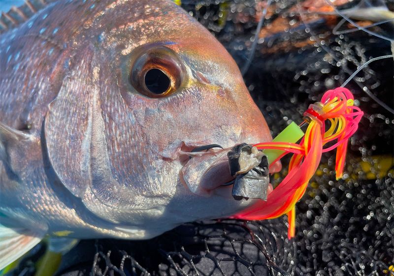 Snapper - Species Guide