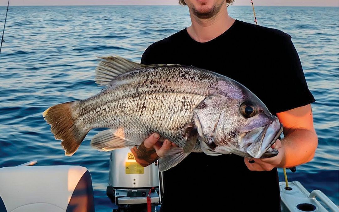 Dhufish - Species Guide