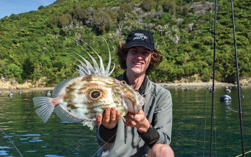 John Dory - Species Guide