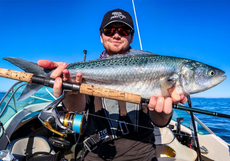 Kahawai - Species Guide