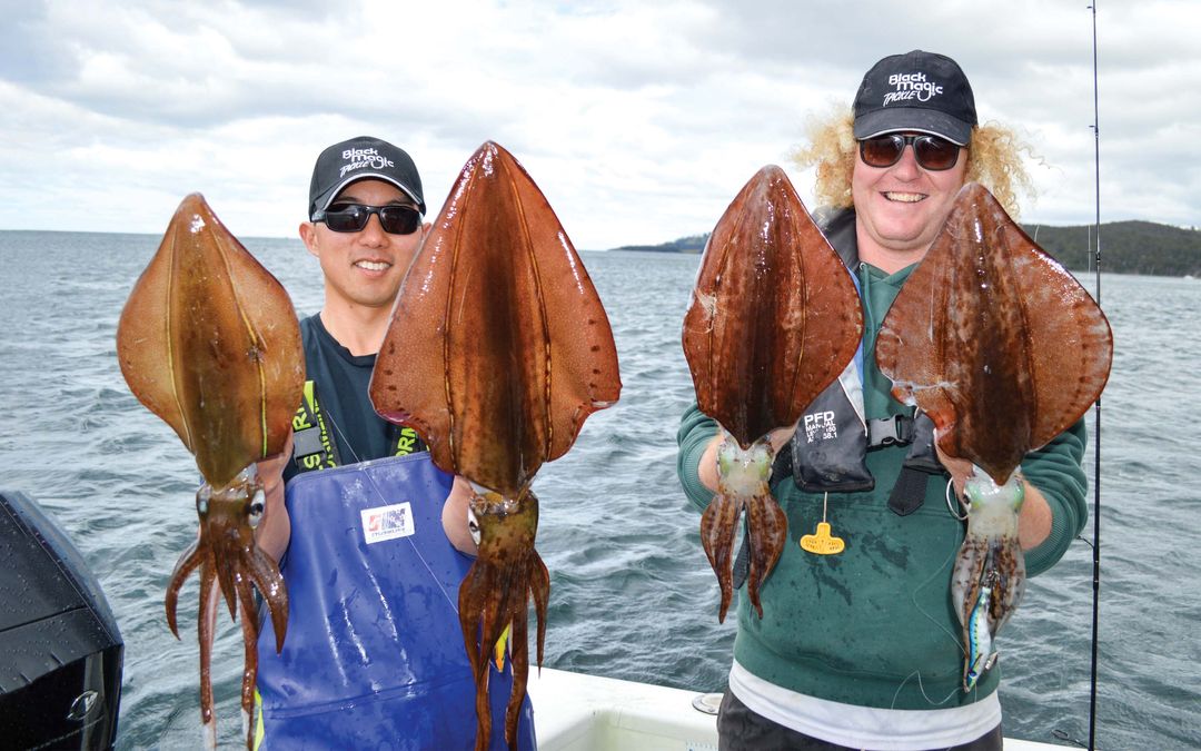 Squid - Species Guide