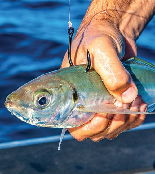 Choosing the right hook - Fishing Guide
