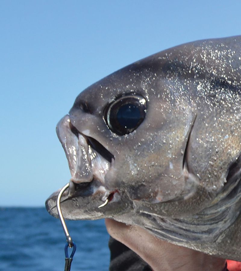 Choosing the right hook - Product Guide