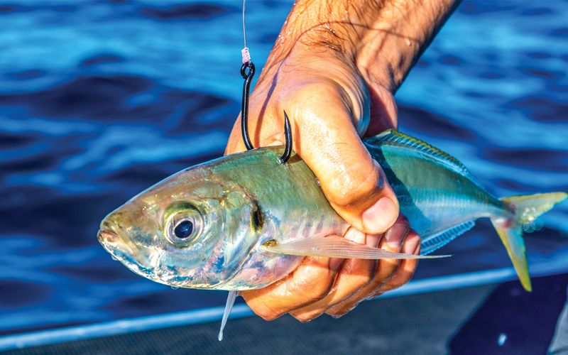 Guide to live baiting - Fishing Guide