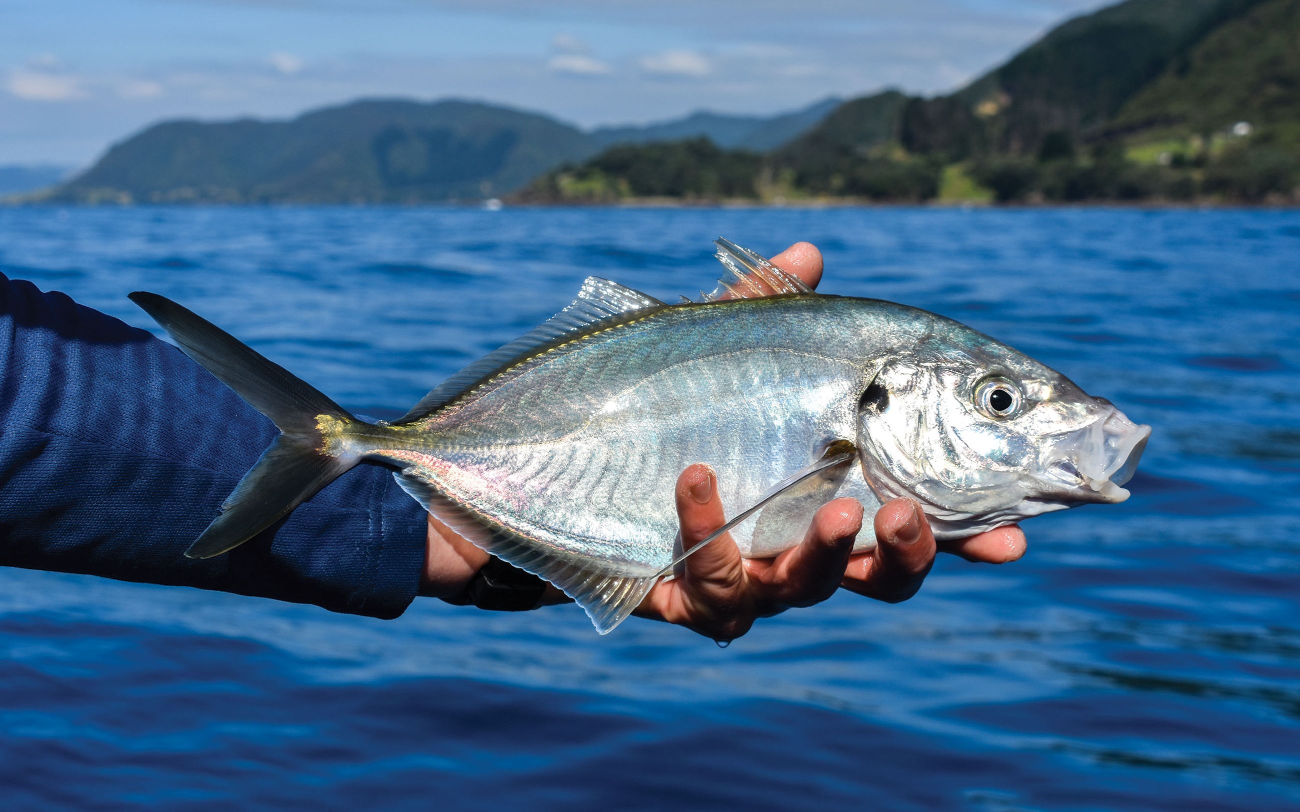 Trevally - Species Guide