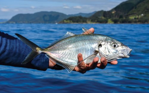 Trevally - Species Guide