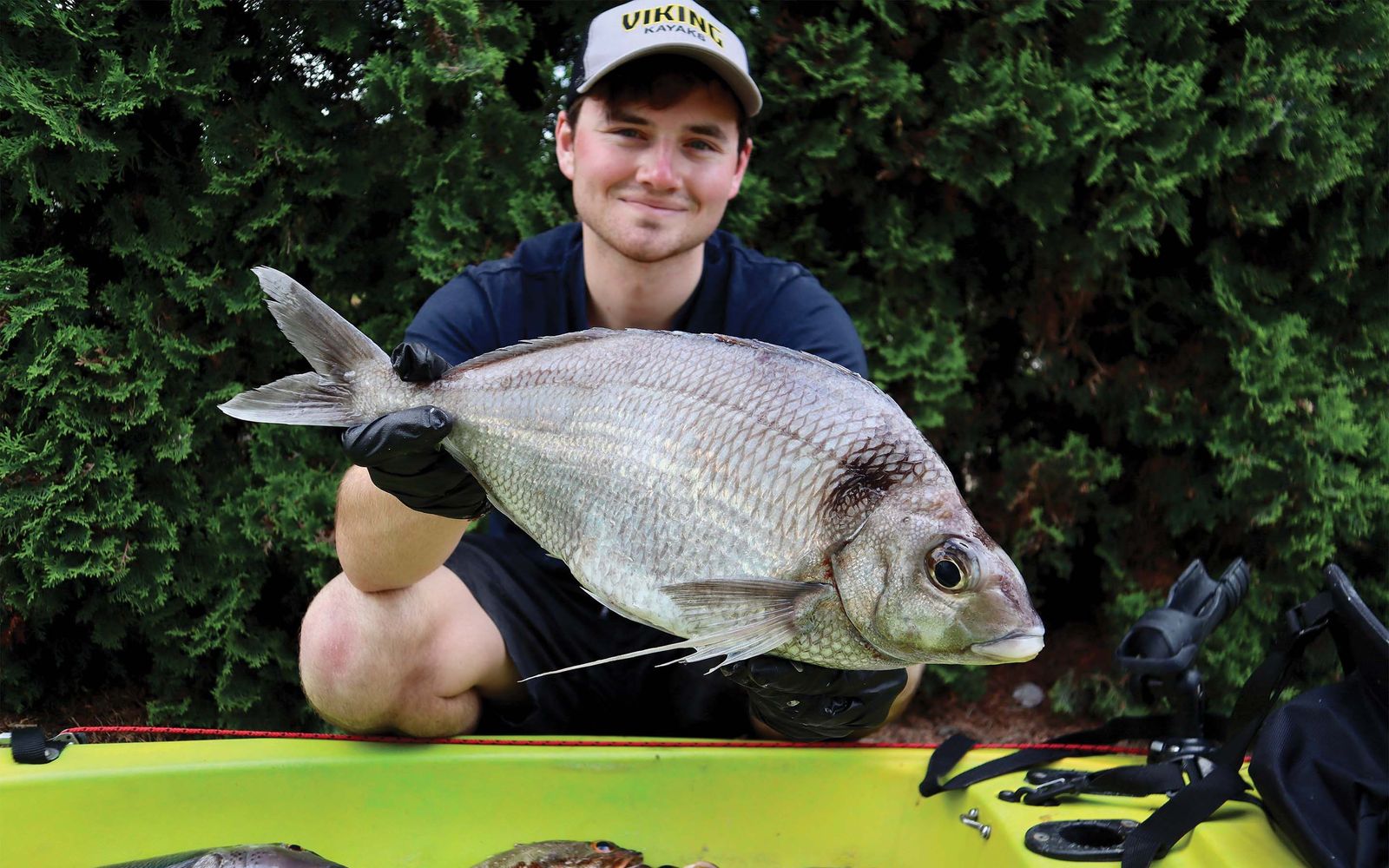 Tarakihi - Species Guide