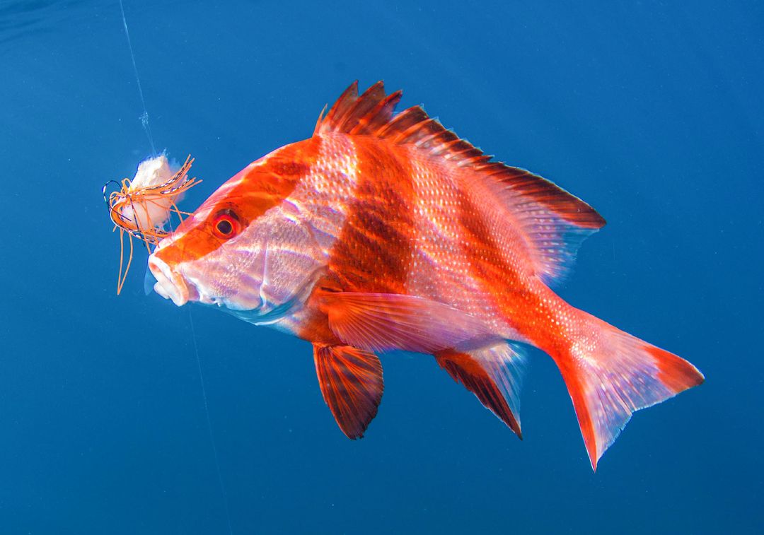 Red Emperor - Species Guide