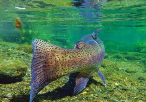 Spinning for trout - Fishing Guide