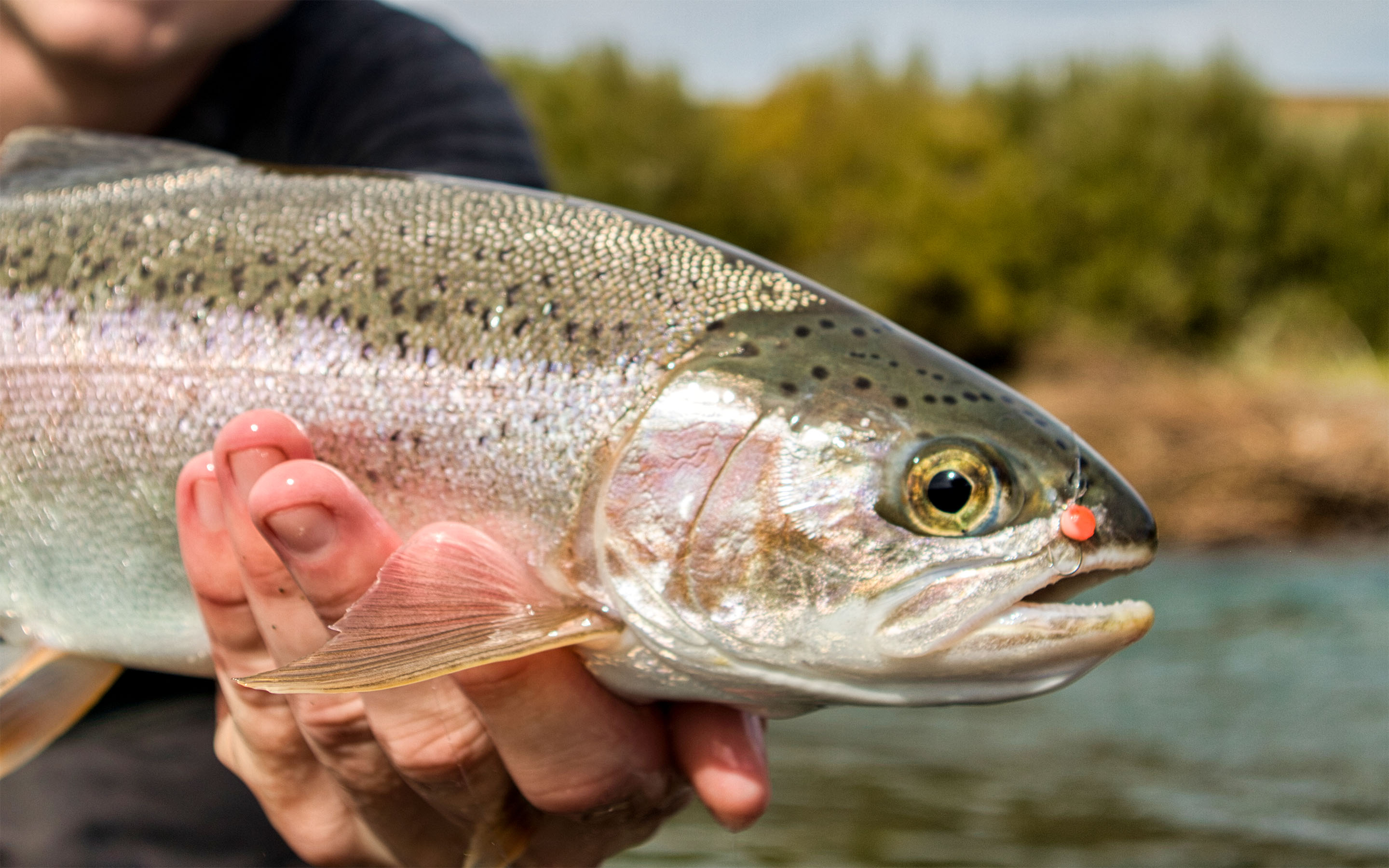 Fresh Water - Black Magic Tackle