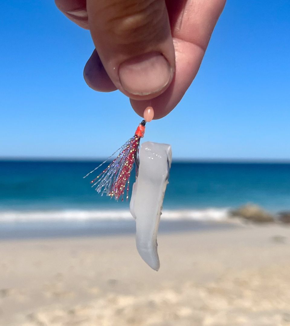Whiting - Species Guide
