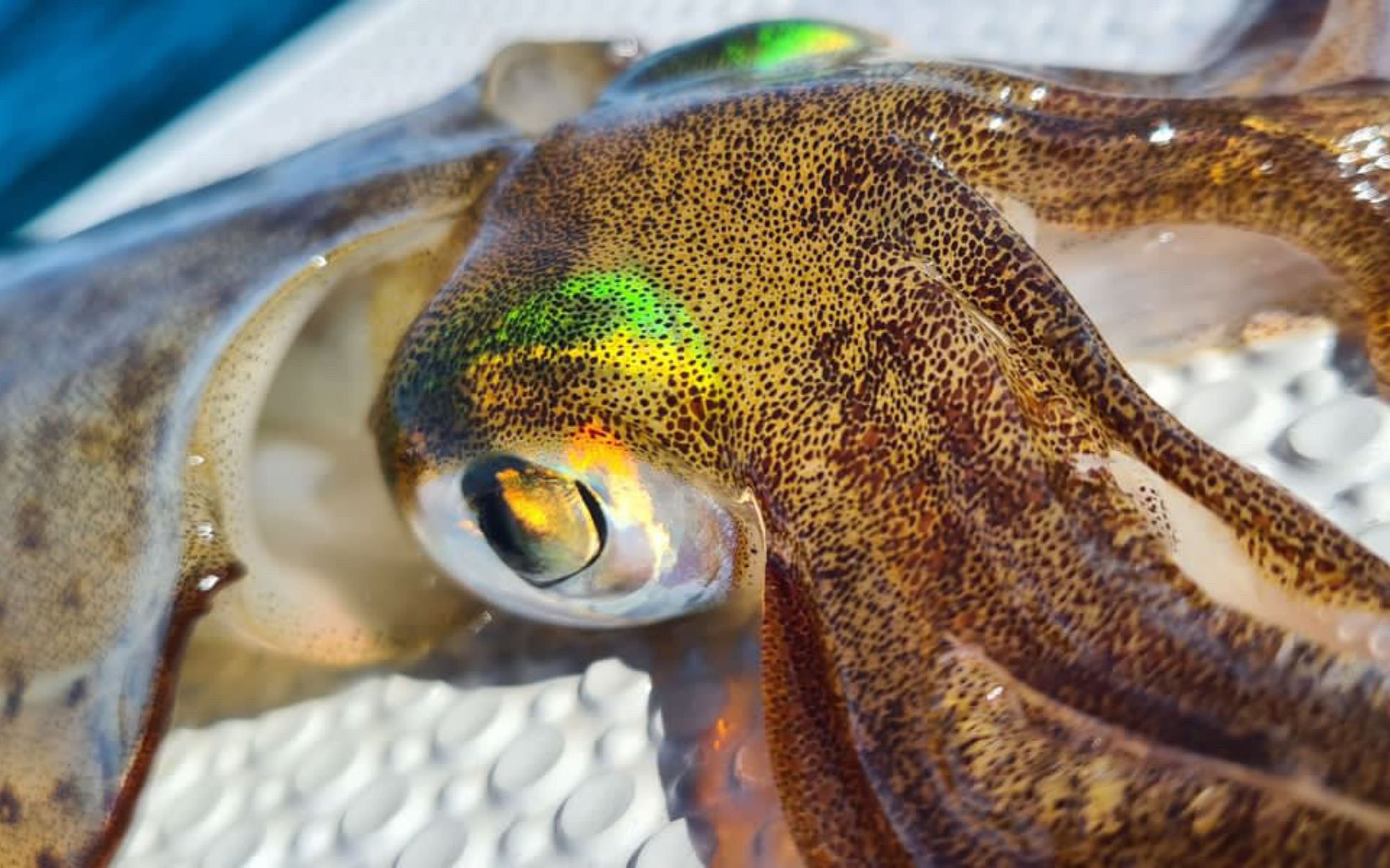 Squid Gear Guide - Product Guide