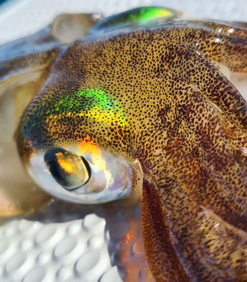 Squid - Species Guide