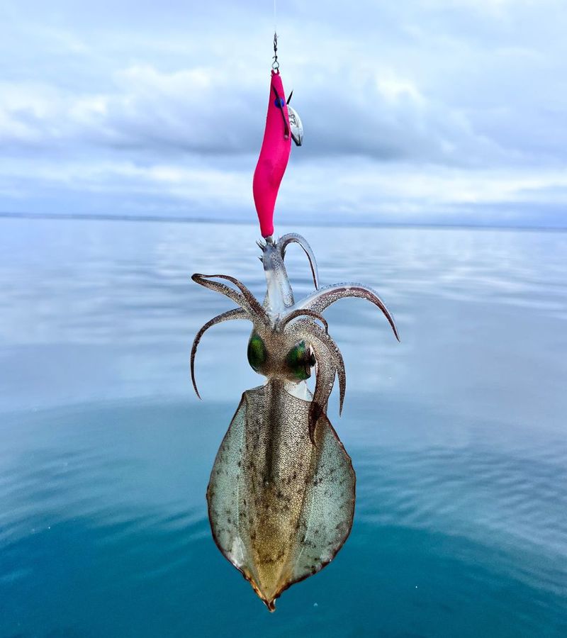 Squid Gear Guide - Product Guide