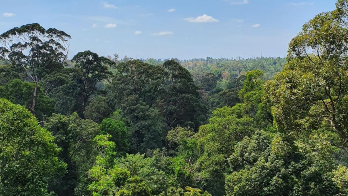 Klimaschutzprojekt - Rimba Raya Biodiversity, Indonesien