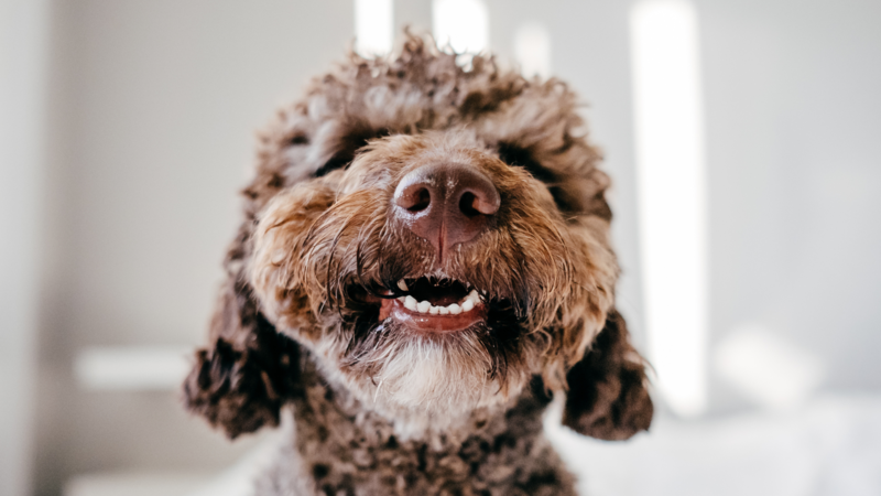 Jak vypadá zdravá srst u psa?