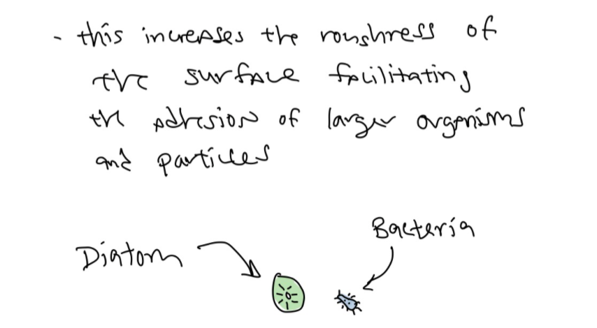What is biofouling and how can we stop it?