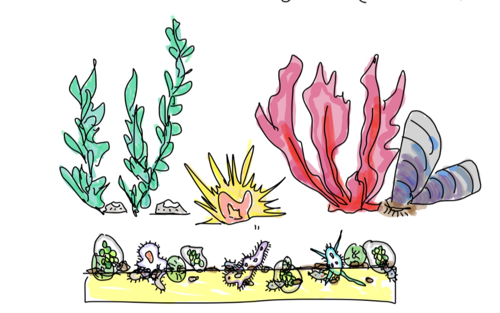 What is biofouling and how can we stop it?