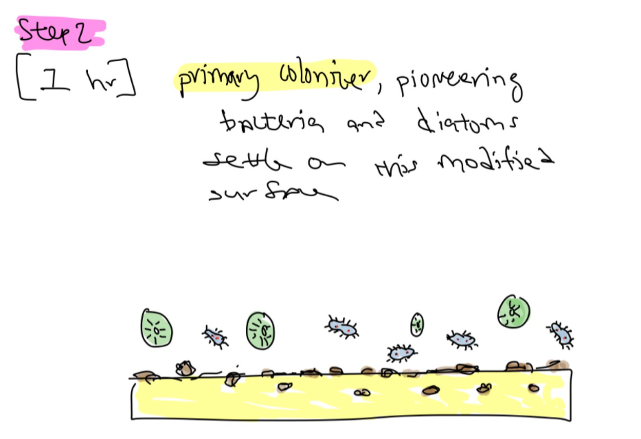 What is biofouling and how can we stop it?