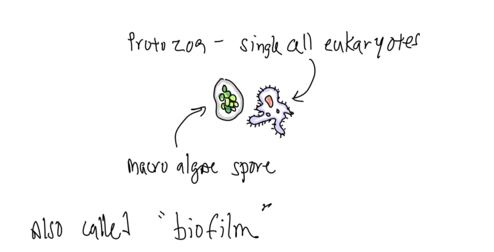 What is biofouling and how can we stop it?