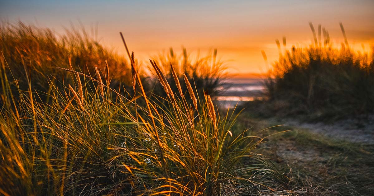 The coronial process