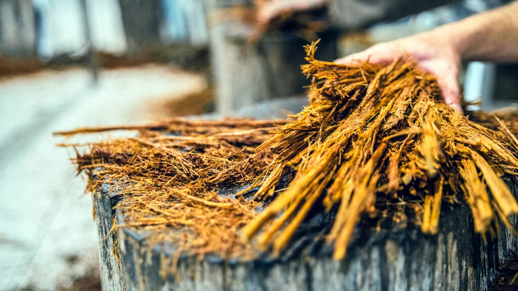 What are the Long-Term Effects of Dimenthyltryptamine (DMT)?