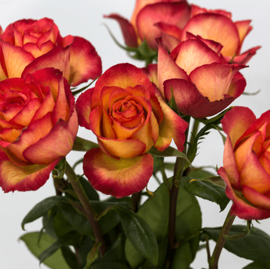 GREENROSE - Home of the World's Leading Rose Brand