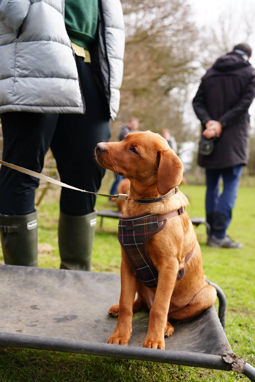 About Us & Our Team | Yorkshire Canine Academy