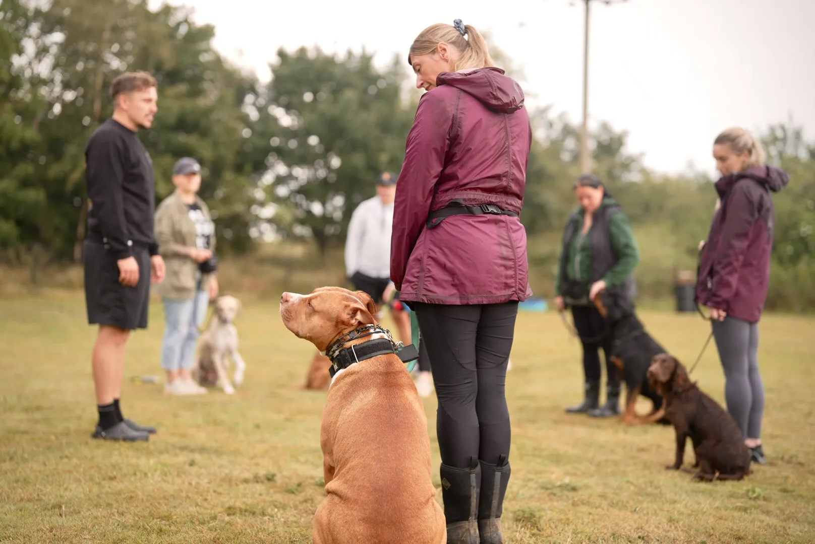 Leeds Dog Training Classes | 1000's of Success Stories