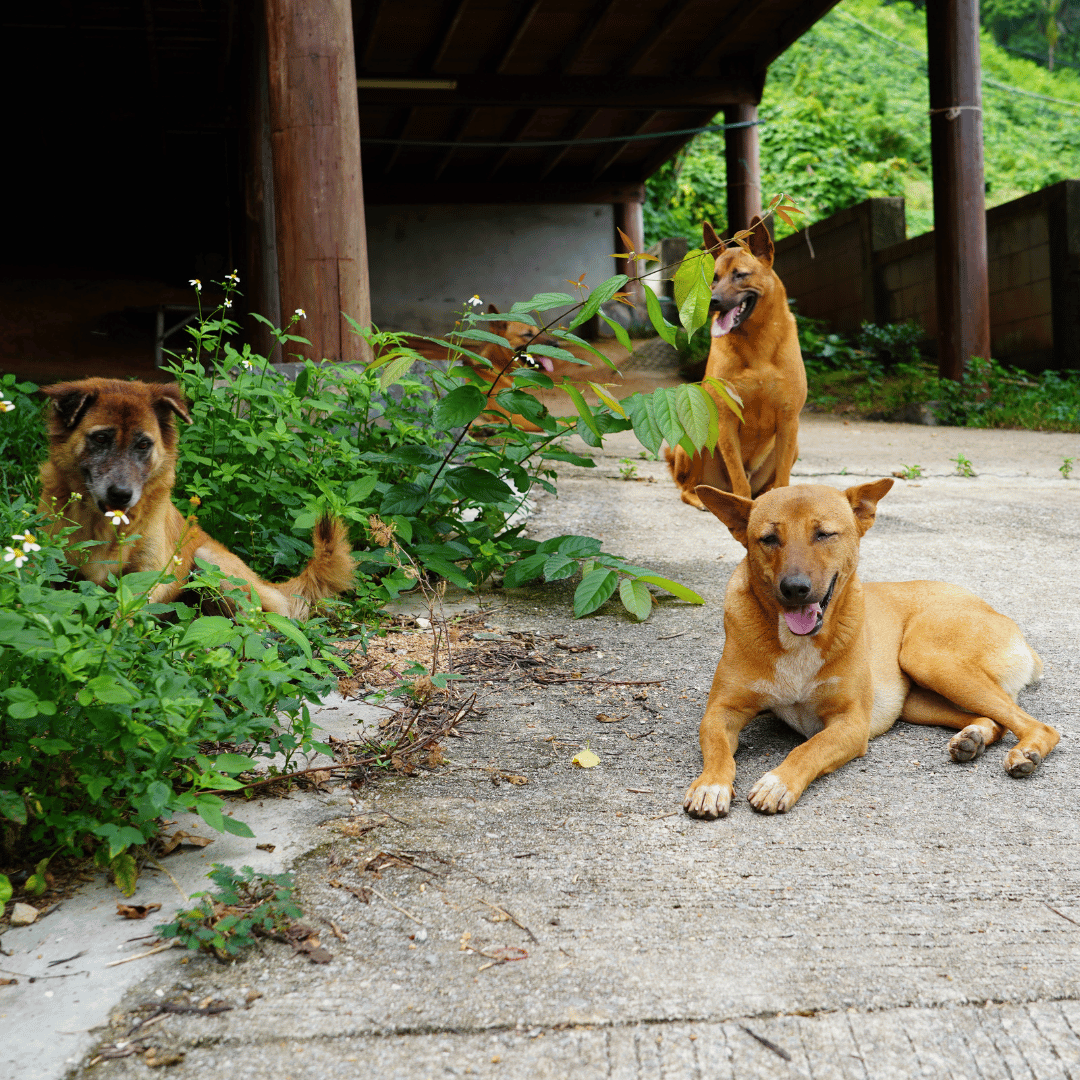 How we feed the street dogs on Koh Samui | Happy Doggo